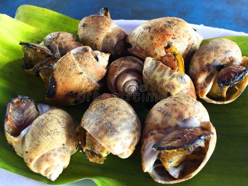 Grilled Sea Snails at Taiwan Stock Image - Image of looks, sold: 35565079