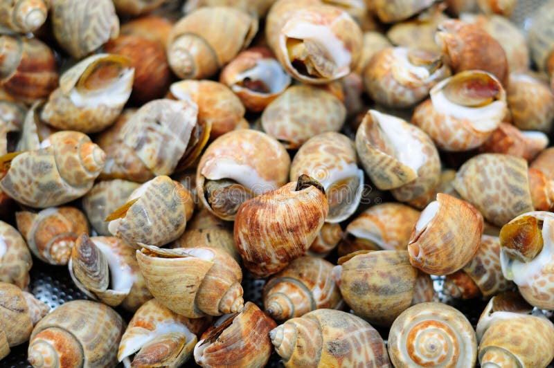 A Pile of Steamed Snails stock image. Image of pile - 189384503