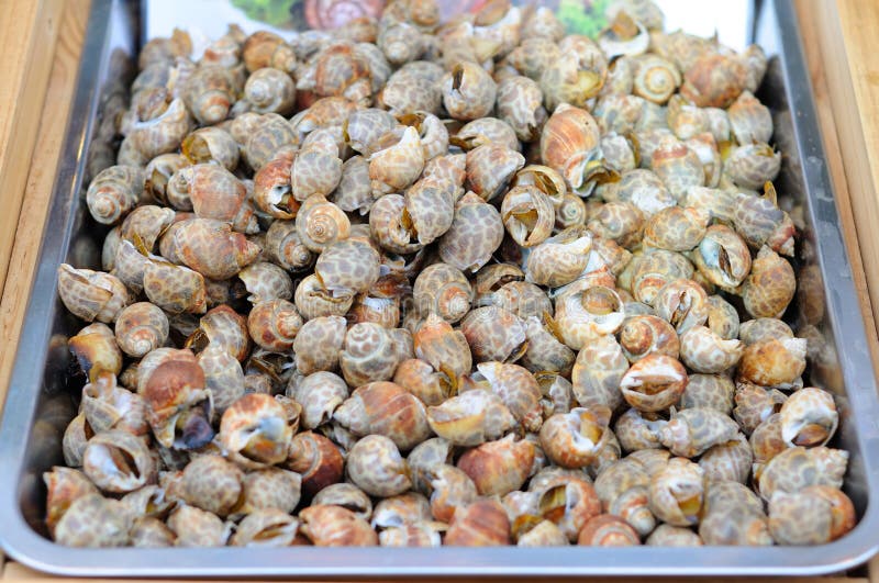 Grilled Sea Snails at Taiwan Stock Image - Image of looks, sold: 35565079