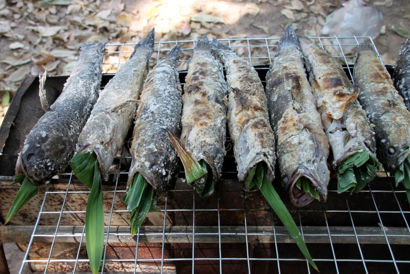 563 Grilled Snake Stock Photos - Free & Royalty-Free Stock Photos from ...