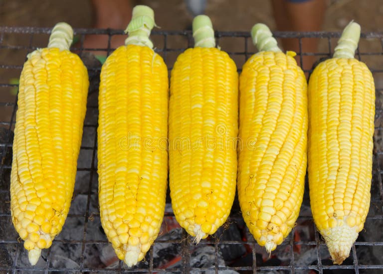 Grilled sweet corn stock image. Image of picnic, burn - 26195619