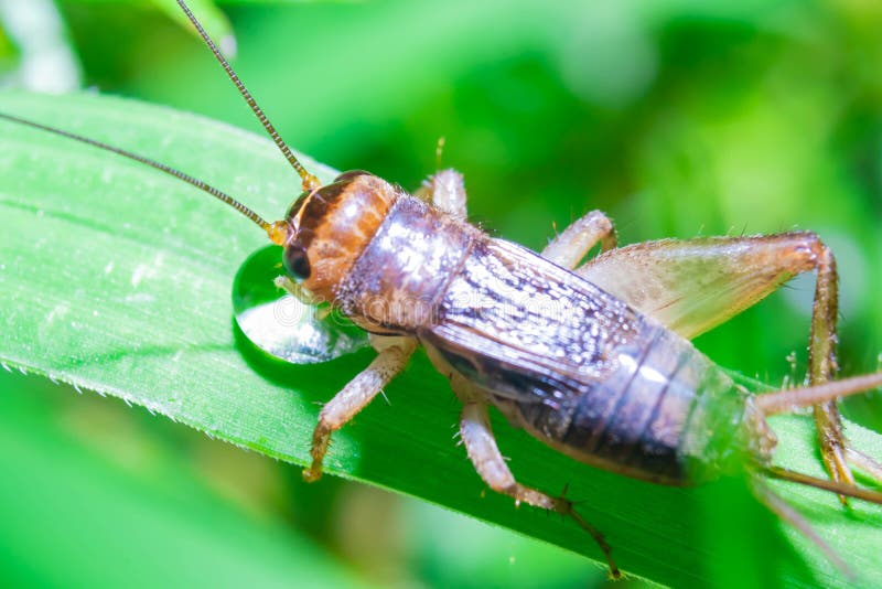 Grüne Grillen stockfoto. Bild von tier, grün, heuschrecke - 59809166