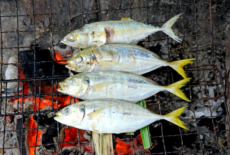 Grilling fish on campfire stock image. Image of fire - 22200507