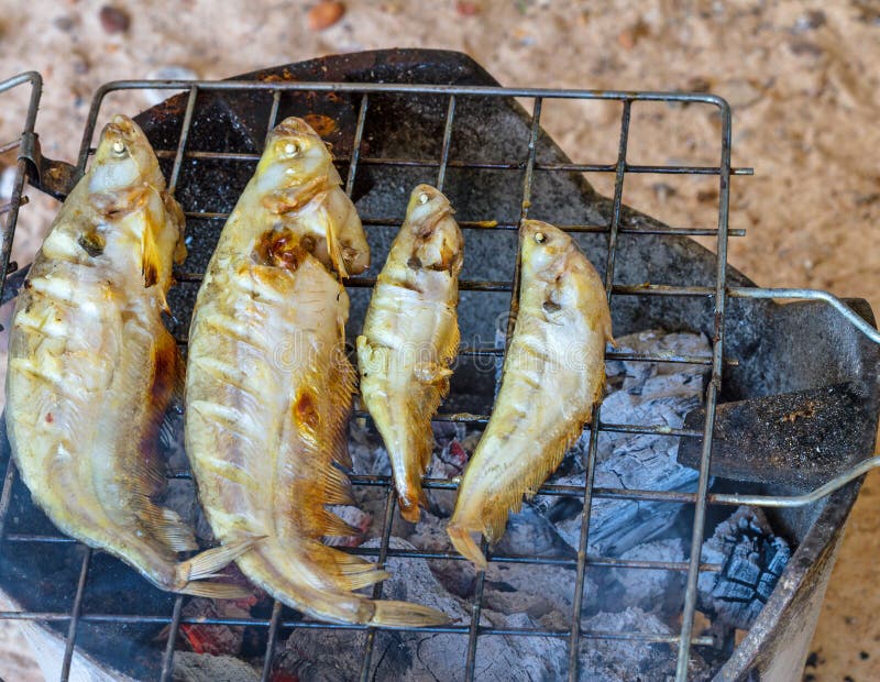Grilling fish on campfire stock image. Image of park - 50114495