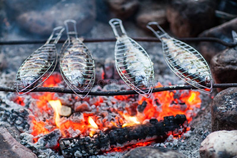 Grilling fish on campfire stock photo. Image of grilling - 110416106