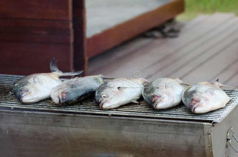 Grilling fish stock photo. Image of outdoor, barbecue - 36205432