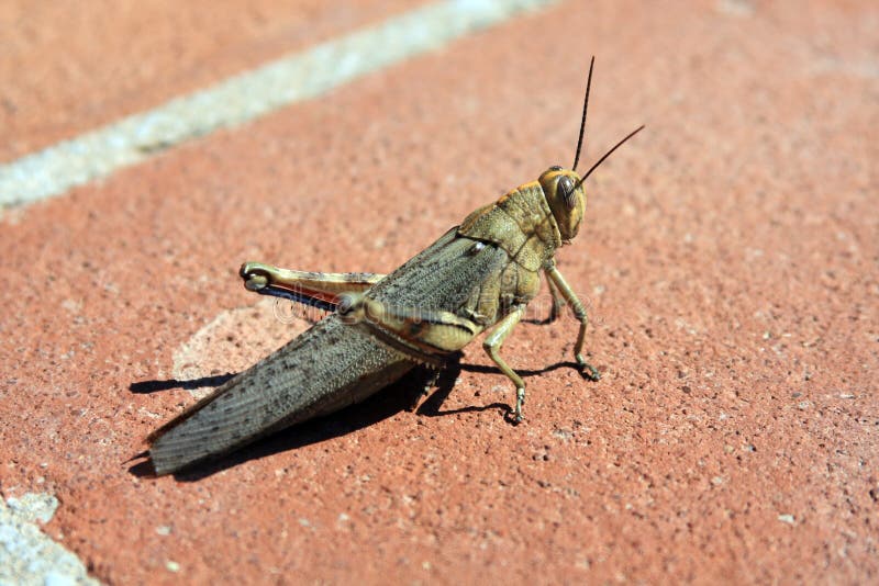 Grillo fotografia stock. Immagine di particolare, artropodo - 10438786