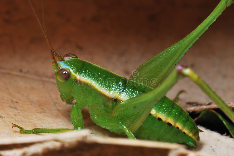 Un grillo imagen de archivo. Imagen de limpiador, especie - 14800051