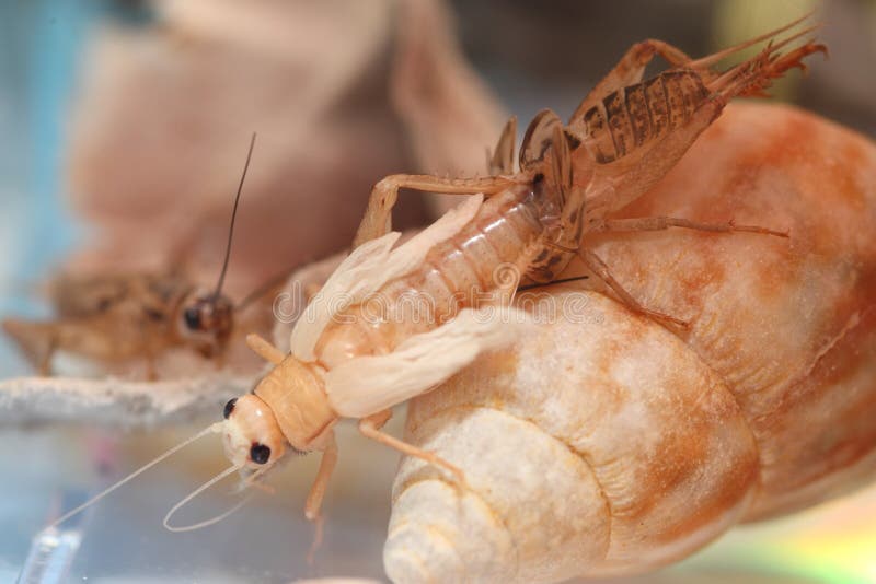 Grillo del bebé imagen de archivo. Imagen de bebé, insecto - 25039657