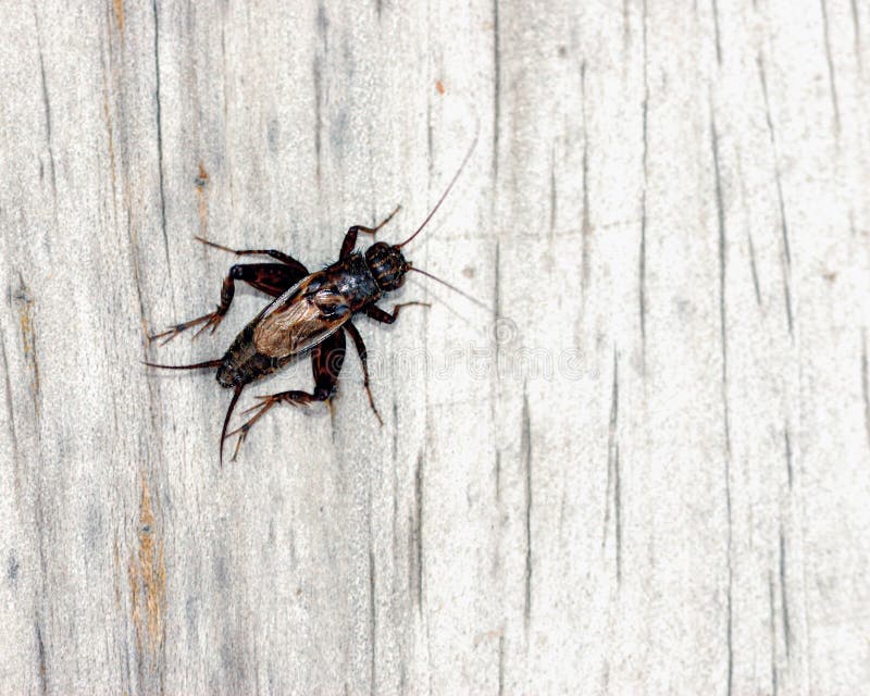 Grillo imagen de archivo. Imagen de imagen, color, bicho - 21087123