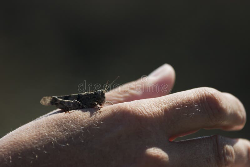 Grillo en la piel foto de archivo. Imagen de humano, hermoso - 46529388