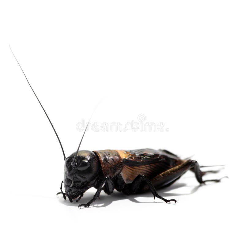 Grillo imagen de archivo. Imagen de blanco, fondo, saltamontes - 24532277