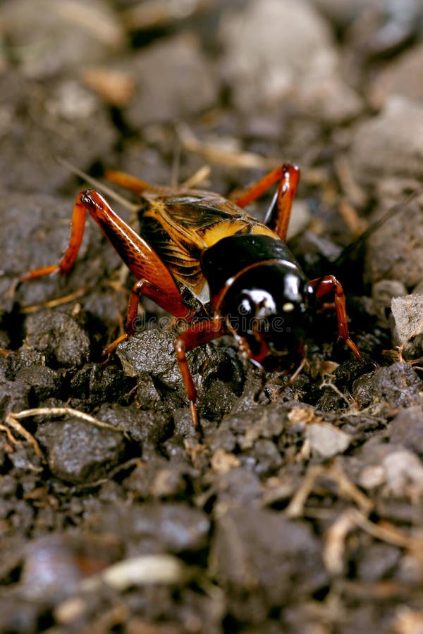 Grillo foto de archivo. Imagen de negro, grillo, macro - 2465218