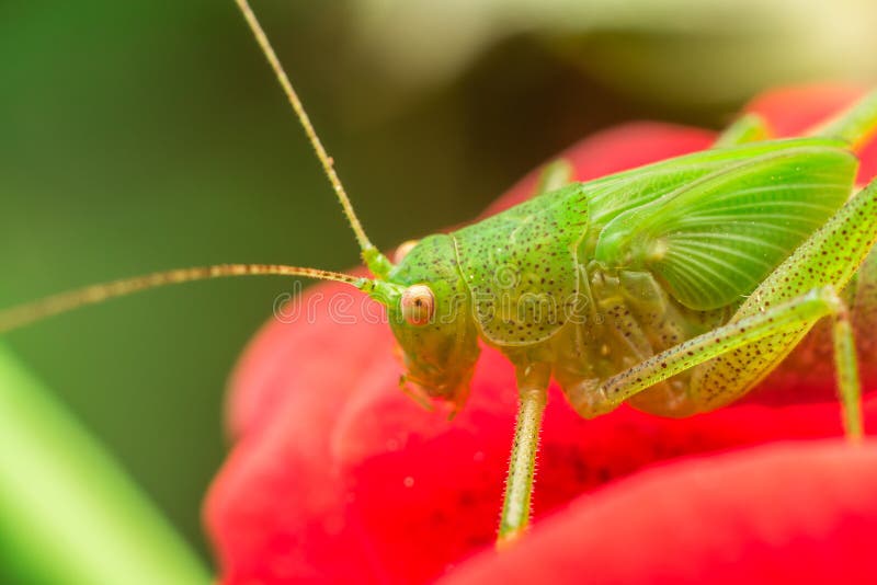 Grillo de Bush en una hoja imagen de archivo. Imagen de camuflaje - 8004723