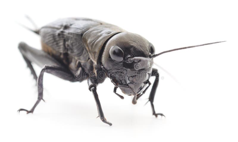 Imagen Del Grillo En El Fondo Blanco , Insectos Imagen de archivo ...
