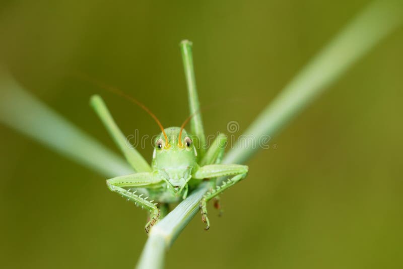 Grillo verde foto de archivo. Imagen de apalancamiento - 43854346