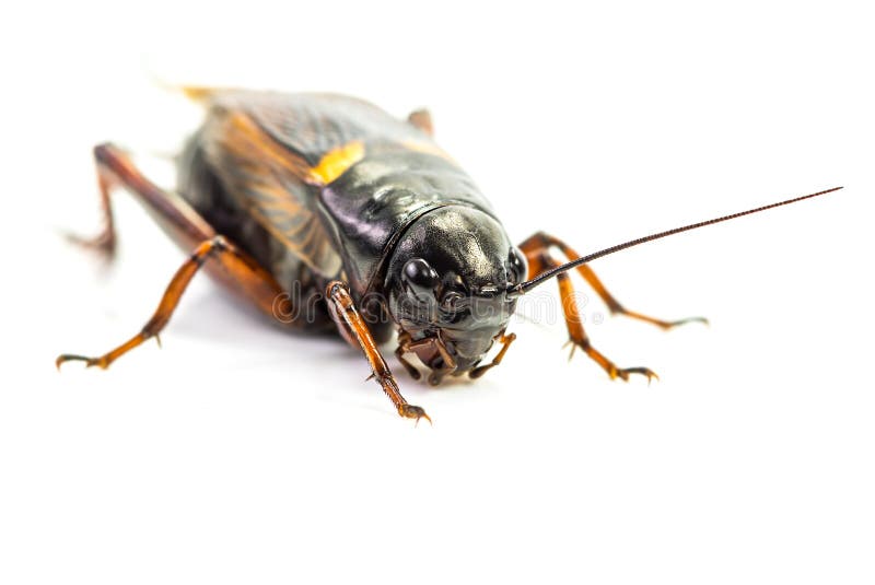 Grillo foto de archivo. Imagen de saltar, alas, travieso - 49988090