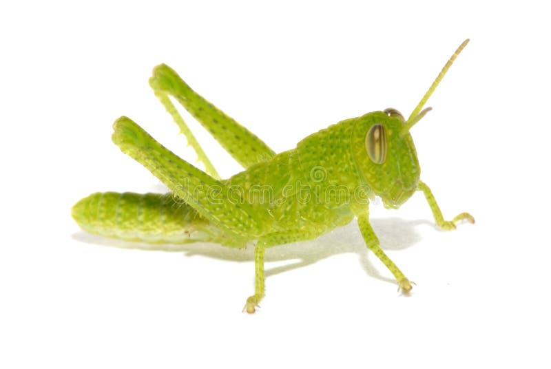 Grillo fotografia stock. Immagine di bianco, animale, natura - 5432604