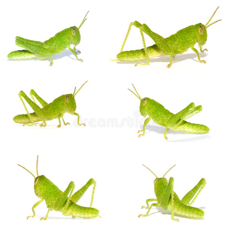 Grillo foto de archivo. Imagen de macro, animal, grillo - 5432638