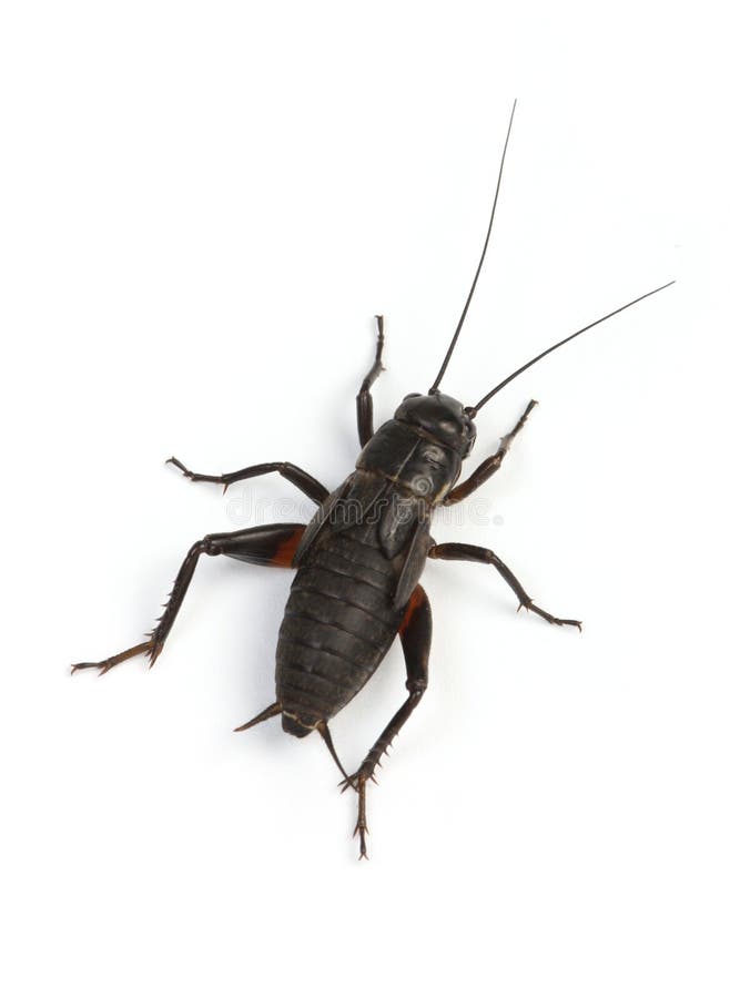 Grillo foto de archivo. Imagen de macro, fondo, estudio - 8408046