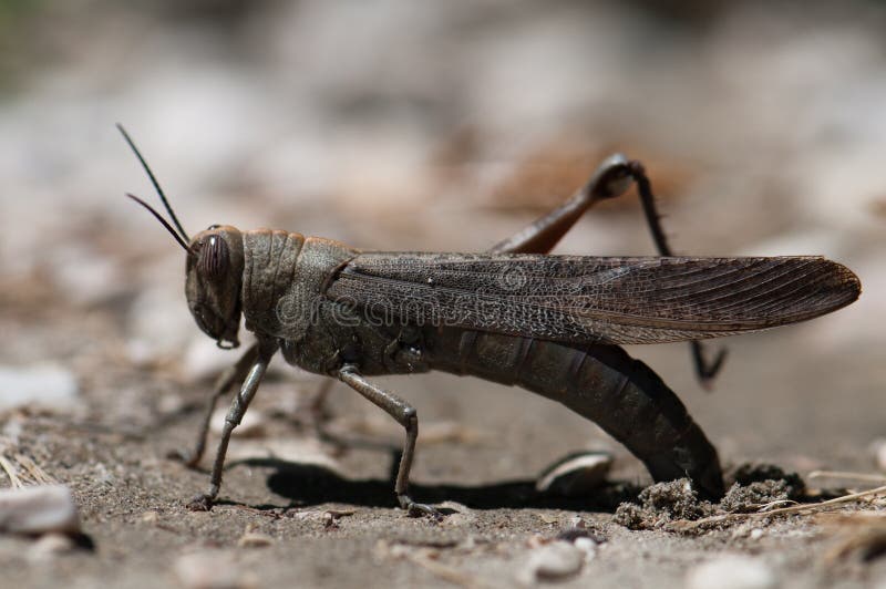 Macro Del Grillo De Brown En Blanco Y Gris Imagen de archivo - Imagen ...