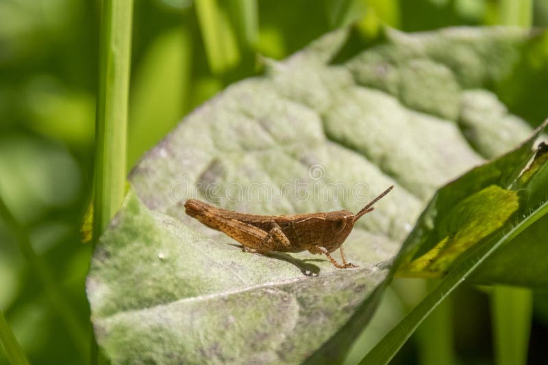 Grillo en la hoja verde foto de archivo. Imagen de mimesis - 73883880