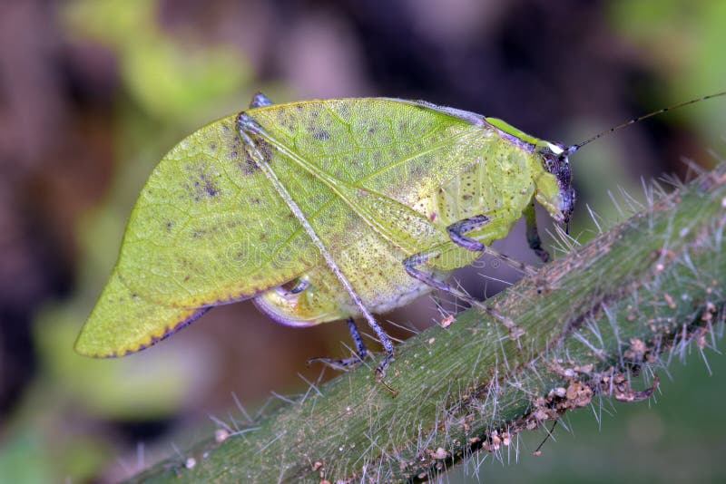 Grillo en la hoja verde foto de archivo. Imagen de ecología - 73881994