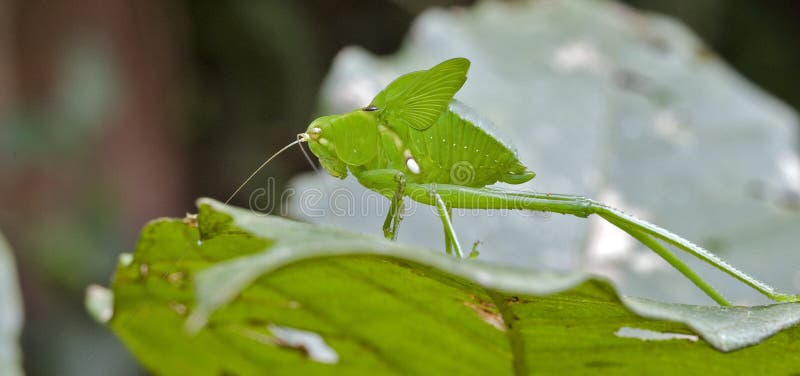 Grillo De Bush En La Hoja Verde Imagen de archivo - Imagen de salvaje ...