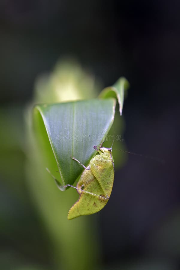 Grillo en la hoja verde imagen de archivo. Imagen de cubo - 73830419
