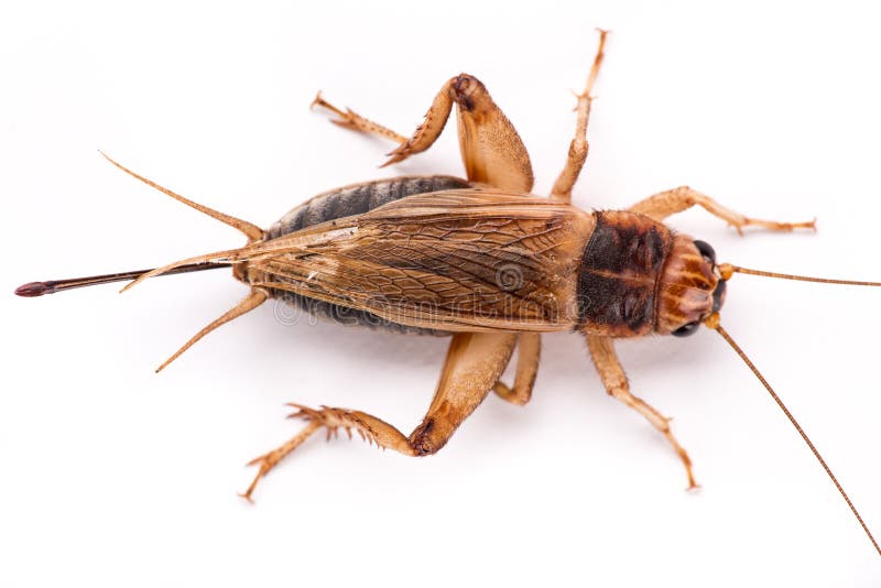 Grillo De Campo Gryllus Aislado En El Fondo Blanco Imagen de archivo ...