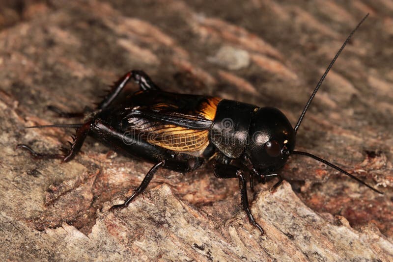 Grillo De Campo - Campestris De Gryllus Foto de archivo - Imagen de ...