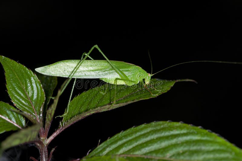 Grillo de Bush en una hoja imagen de archivo. Imagen de camuflaje - 8004723