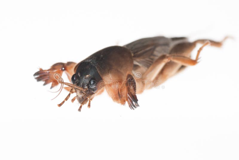 Grillo de topo foto de archivo. Imagen de zumbido, enemigo - 26840390