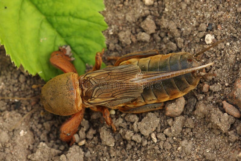 Grillo de topo. imagen de archivo. Imagen de cubo, naufragio - 35454865