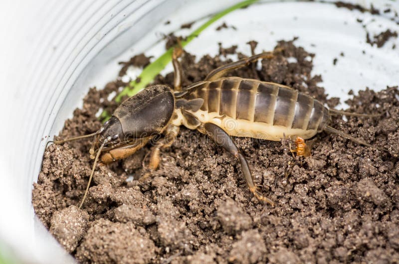 Grillo de topo foto de archivo. Imagen de topo, naufragio - 66532532