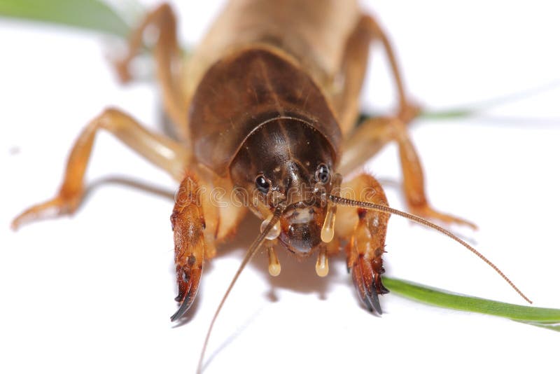 Grillo de topo australiano imagen de archivo. Imagen de zumbido - 34799403
