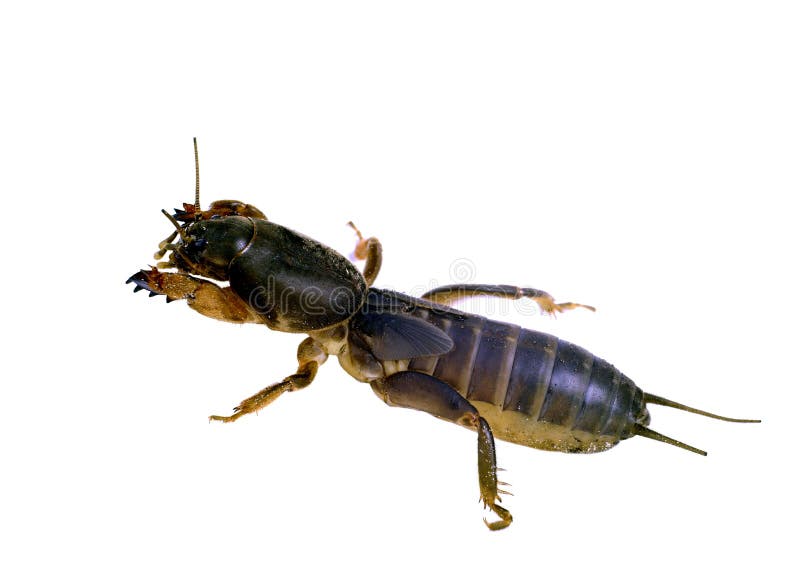 Grillo De Topo De Gryllotalpa Foto de archivo - Imagen de negro, bicho ...