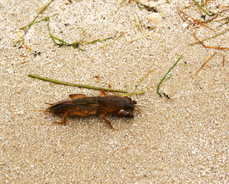 Grillo de topo foto de archivo. Imagen de zumbido, detalle - 26228818