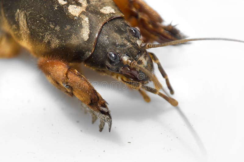 Grillo De Topo (gryllotalpa) Imagen de archivo - Imagen de topo ...