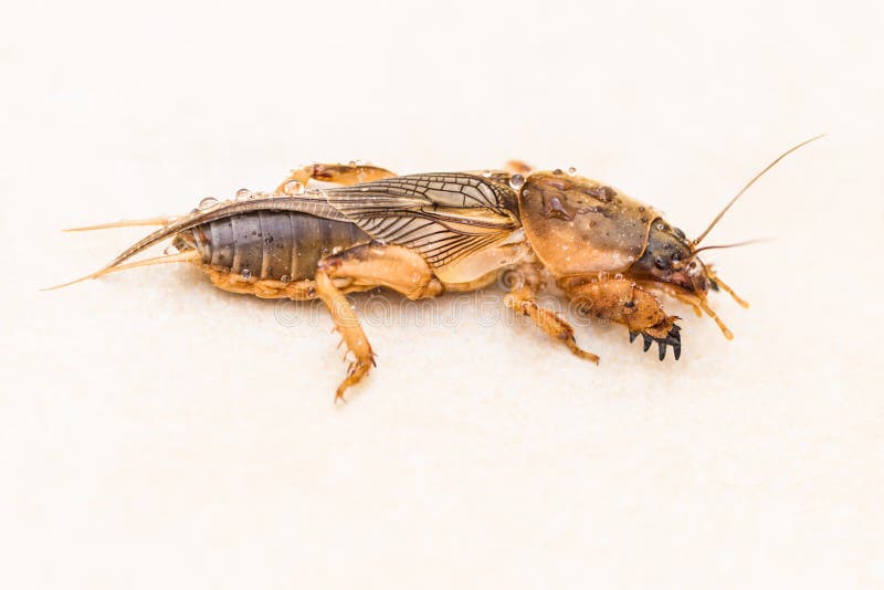 Grillo De Topo, Gryllotalpidae Imagen de archivo - Imagen de mojado ...