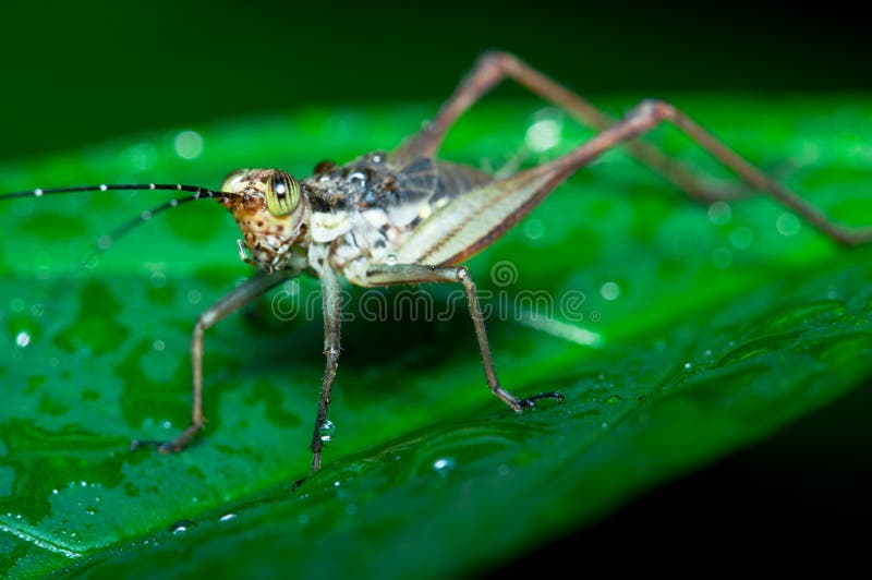 2,830 Insetto Del Grillo Foto - Foto Stock Gratis e Royalty-Free da ...