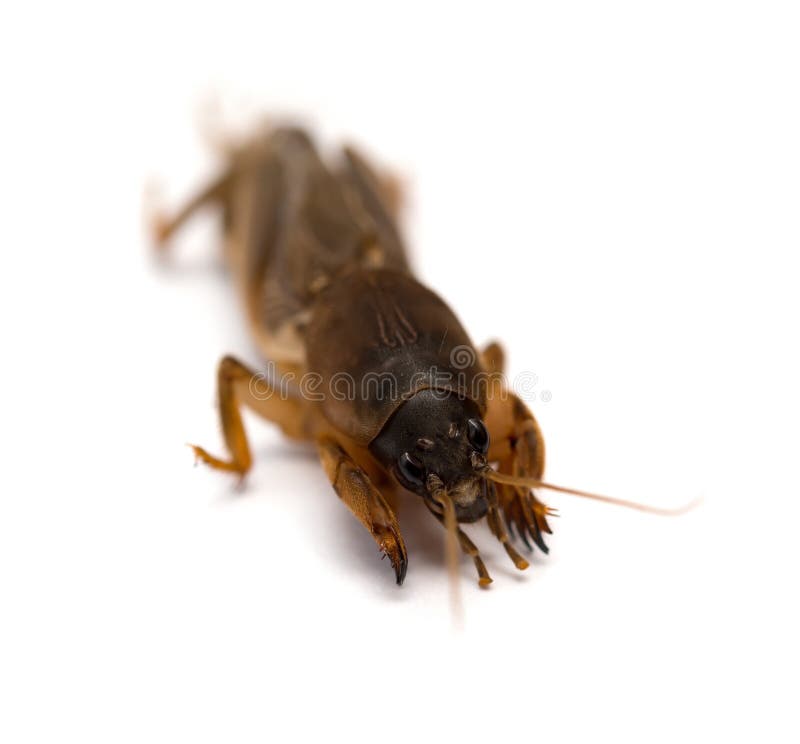 Grillo en el fondo blanco imagen de archivo. Imagen de piernas - 97064311