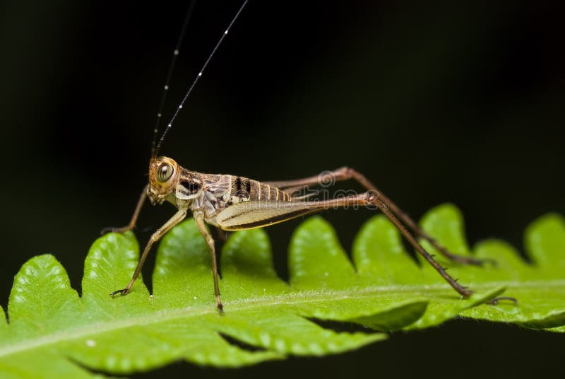 Grillo negro en la hoja foto de archivo. Imagen de blanco - 44192538