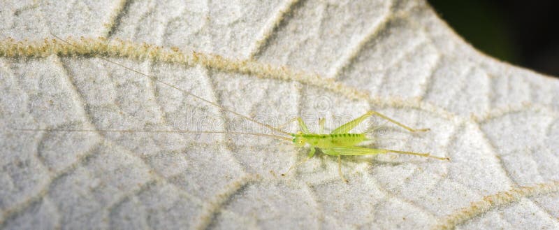 Grillo en la hoja seca imagen de archivo. Imagen de abundancia - 73830469