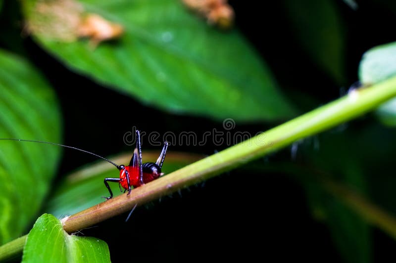 Grillo en la hoja verde foto de archivo. Imagen de animal - 100775758