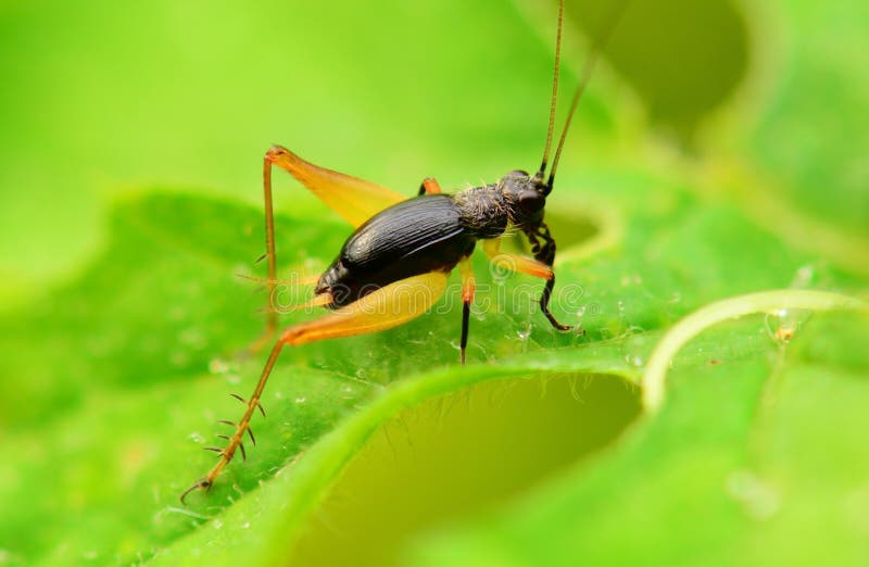 Grillo en la hoja verde foto de archivo. Imagen de mimesis - 73883880