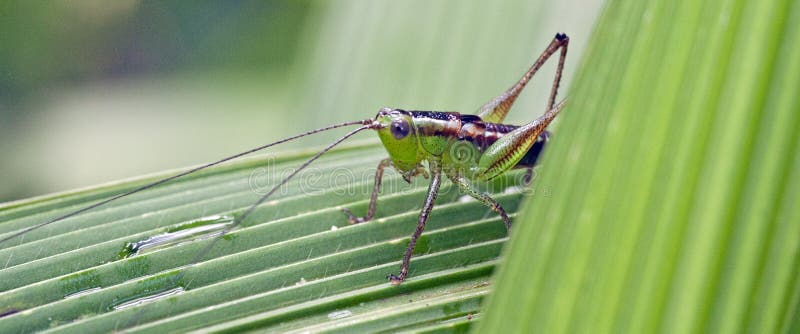 Grillo en la hoja verde foto de archivo. Imagen de grillo - 73881994