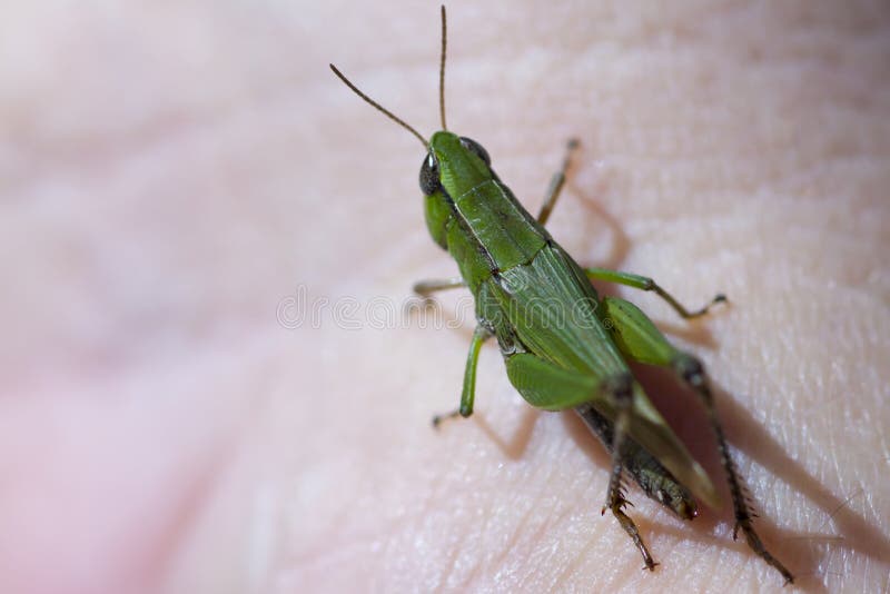 Grillo en la piel foto de archivo. Imagen de humano, hermoso - 46529388