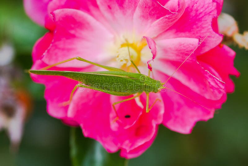 Grillo en la rosa imagen de archivo. Imagen de flores - 127045025