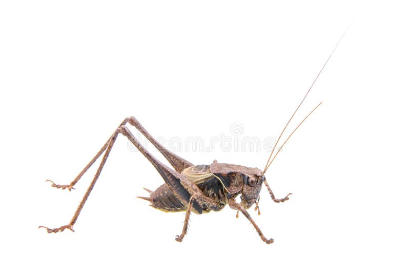 Grillo en un fondo blanco imagen de archivo. Imagen de grillos - 57463849